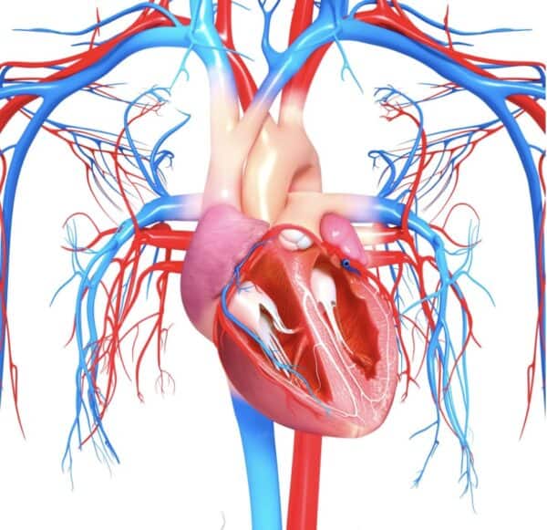 De anatomie van het hart: een overzicht - Hart in Shape